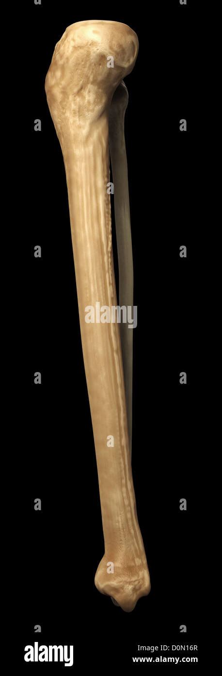 Real Human Tibia