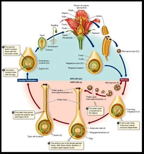 Tiger Life Cycle Diagram Karey Parham