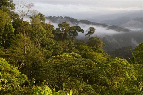 Bird Friendly Coffee Organic And Fair Trade Certified Birds And Beans