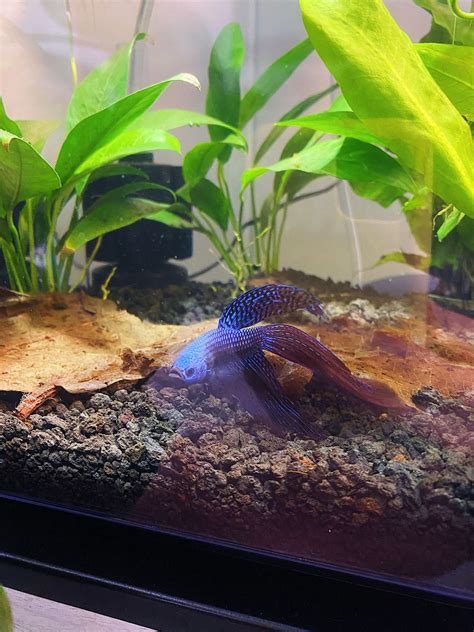 In Memory Of Bubble The Fish This Is Noelle In Memory Of Bubble The Fish This Is Noelle