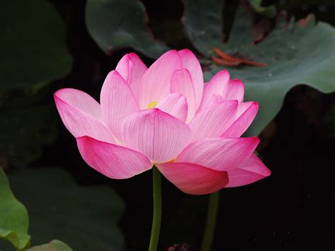 Most Beautiful Lotus Flower At Layla Dickens Blog
