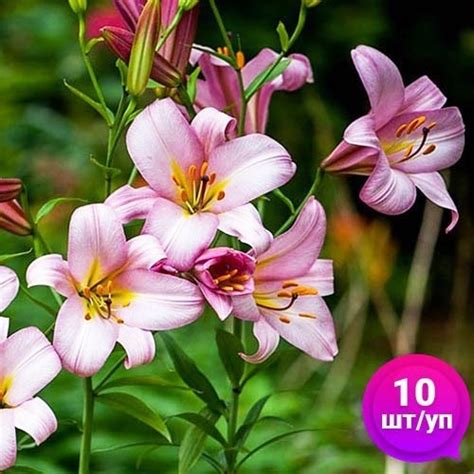 Лилии Pink Planet (Эконом-упаковка 10 шт) - купить луковицы в Украине ...