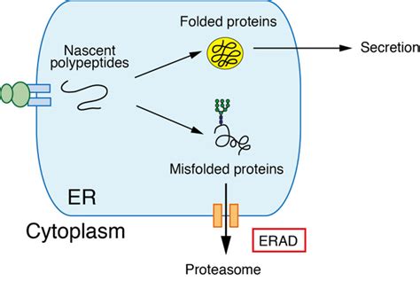 Figure 1 Scheme Of Endoplasmic Reticulum Associated Degradation ERAD