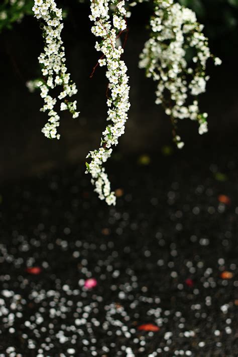 散在 By すみちゃん （id：3255399） 写真共有サイトphotohito