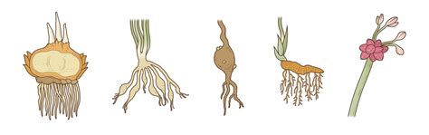 Bulb Plant Types What Are The Different Types Of Bulbs Gardening Know How