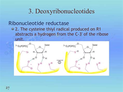 Biosynthesis Nucleotidepdf
