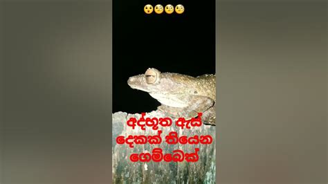 බයත් හිතෙනවා මූණ දැක්කහම Youtubeshorts Youtube