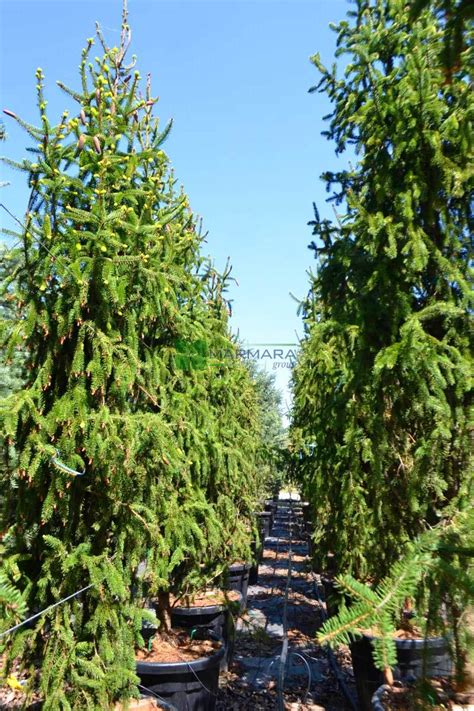 Picea Weeping Norway Spruce Pendula Picea Abies Inversa Pendula