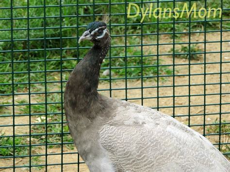 Opal The Peafowl Database