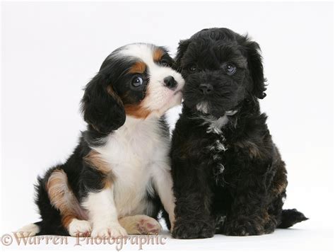 Dogs Cockapoo Pup With A King Charles Pup Photo Wp20184