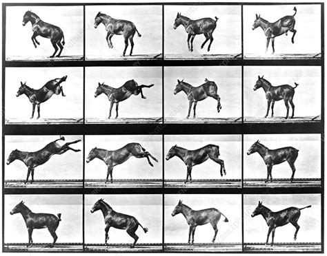 high speed sequences of a kicking mule stock image v800 0046