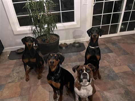 ️ My 3 Beauties Rosie Ruby Raven And A Goofball Boxer R ️ My 3 Beauties Rosie Ruby Raven And A Goofball Boxer R