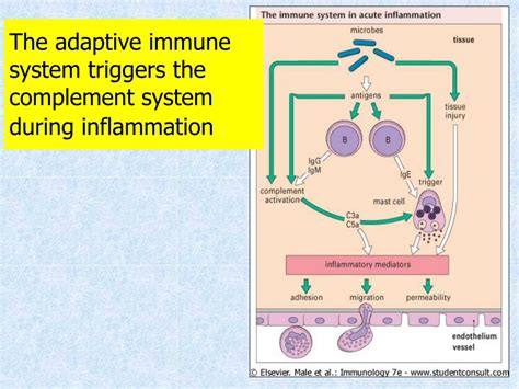 Ppt Innate Immunity And Complement Powerpoint Presentation Free