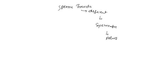 Solved Male Human Reproductive Tract Aa Aa The Following Illustration