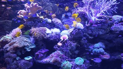 海洋里最毒的10种生物，有的触摸即死！ 知乎