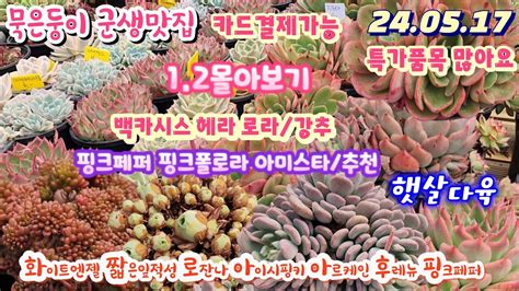 햇살다육3묵둥이 군생맛집 넘넘 이쁜군생들 착하네요12 한자리에서 모두보기 Youtube