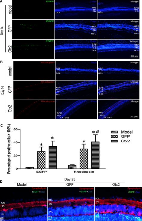 The Differentiation Integration And Apoptosis Of Transplanted Cells In