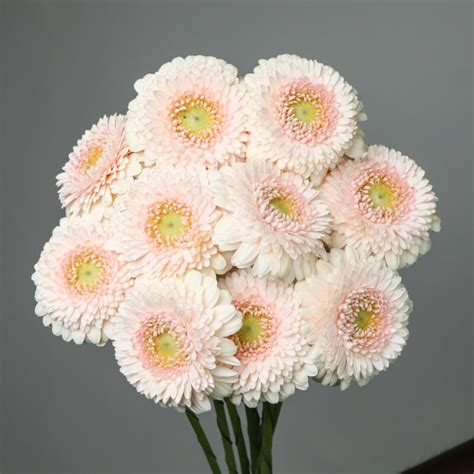 Germini Pomponi Sweetness Mayflower Studio