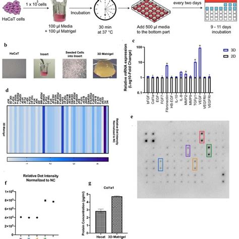 Construction Of 3d Hacat Cell Cultures A Experimental Flow Of