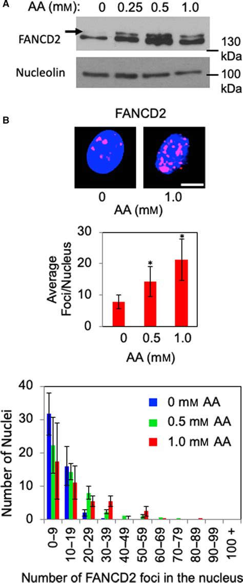 Acetaldehyde Activates The Fa Pathway In Epc2‐htert Cells A