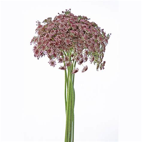 Ammi Majus Dara Wholesale Ammi Majus