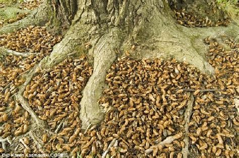 Billions Of Cicadas Invade Virginia Maryland New York Ohio