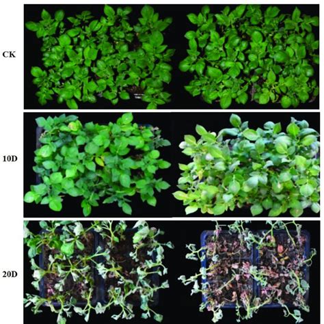Drought Resistance Of Transgenic Potato Plants Stably Overexpressing