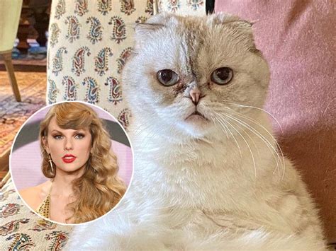 Taylor Swifts Cat Olivia Benson Reportedly Worth 97 Million