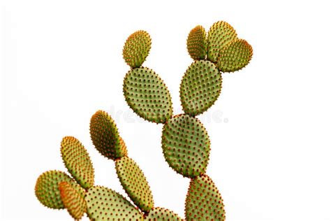 Orange Bunny Ears Cactus Isolated On White Background Stock Image
