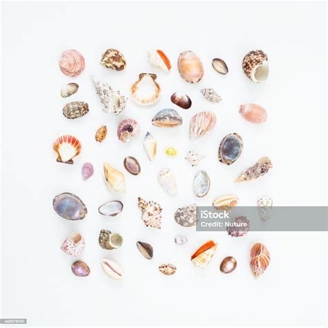 바다 포탄 흰색 배경에 고립입니다 플랫이 하다 최고의 볼 수 있습니다 바다 패턴입니다 0명에 대한 스톡 사진 및 기타 이미지