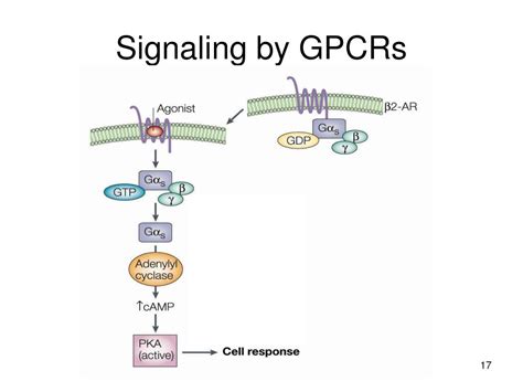 Ppt Neurotransmitters Neurotransmitter Receptors And Their Effects