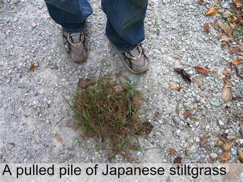 Controlling Stiltgrass