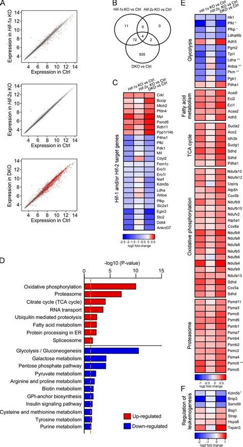 molecular signature of preleukemic cells lacking hif 1α hif 2α or