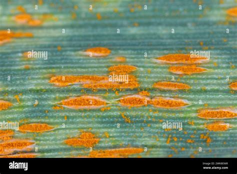 Wheat Leaf Or Brown Rust Puccinia Trticina Recondita Erupting