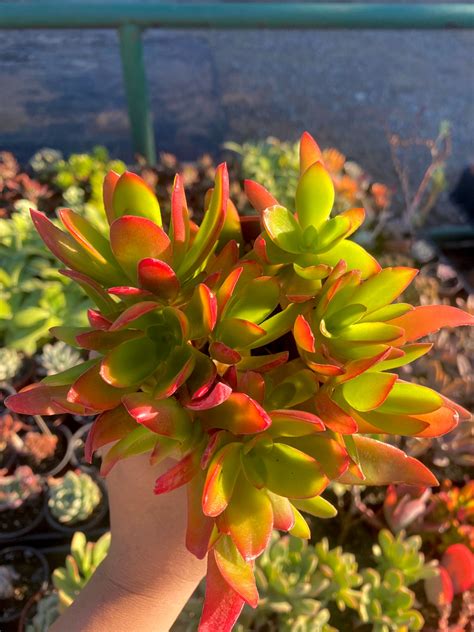 4 Crassula Campfire Cristinas Garden