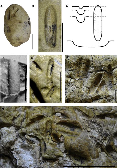 Asthenopodichnium Fallax Isp Nov From The Upper Cretaceous Marília