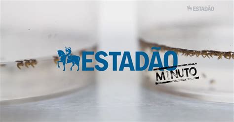 Entre 290 mortos da dengue 172 tinham 60 anos ou mais Estadão