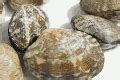 いわしの重さは1匹1尾で何グラム大きさやカロリーは 生活知恵袋