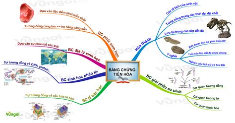 Lý Thuyết Sơ đồ Tư Duy Các Bằng Chứng Tiến Hóa Sinh 12