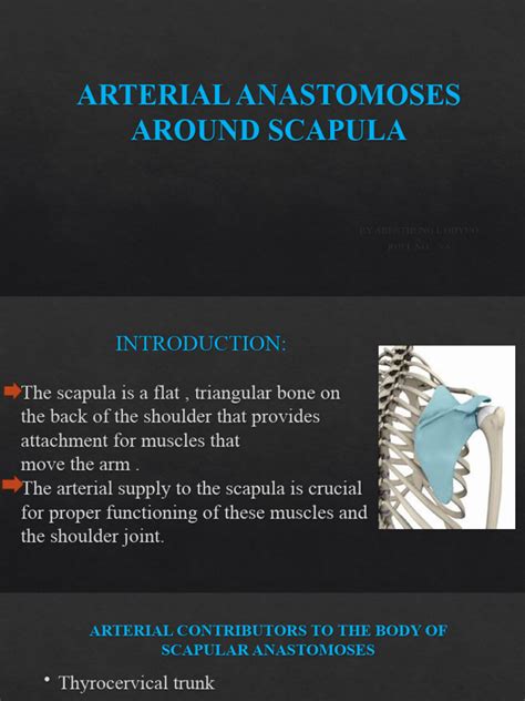 Arterial Anastomoses Around Scapula By Abenthung L Odyuo Roll No 768