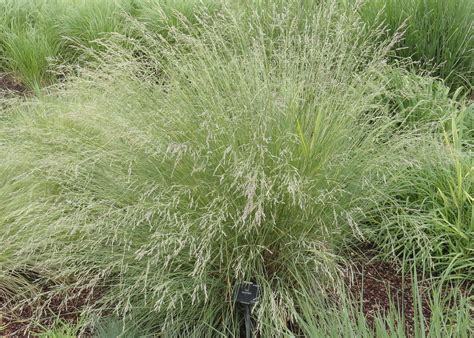 Common Tussock Grass Poa Poiformis Native Plant Project