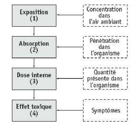 De l exposition à l effet toxique Source Commission des normes de Download Scientific