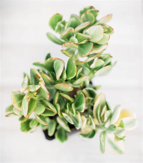 Crassula Argentea Variegated White Jade In Succulent Love