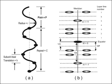 What Is Helical Meaning At Stephen Mcclain Blog