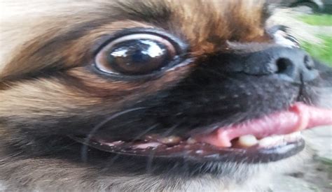 Jak Dobrze Znasz Miss Age Samequizy