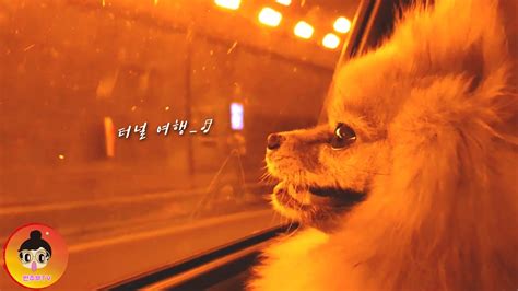 썬주부tv Asmr 강아지 터널 여행 터널에 들어간 김사랑 그 반응은 Youtube