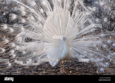 White Peacock Displaying Its Feathers As Part Of A Mating Ritual In