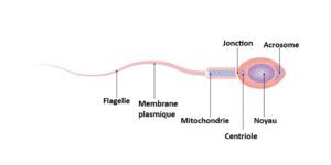 Définition Dun Spermatozoïde Et Durée De Vie • Fivfr