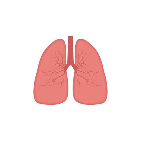 Pulmones Royalty Free Stock Vektory