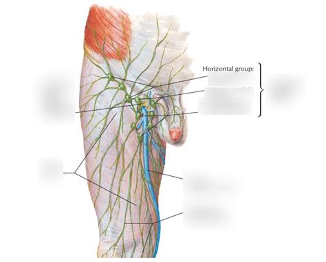 Diagram Of Inguinal Lymph Nodes Quizlet